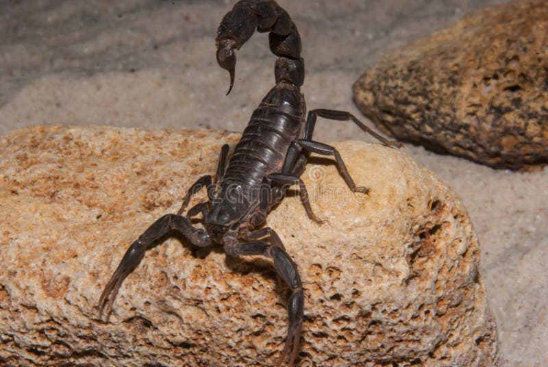 Black Scorpion Rock stock photo. Image of single, arachnid - 121157152