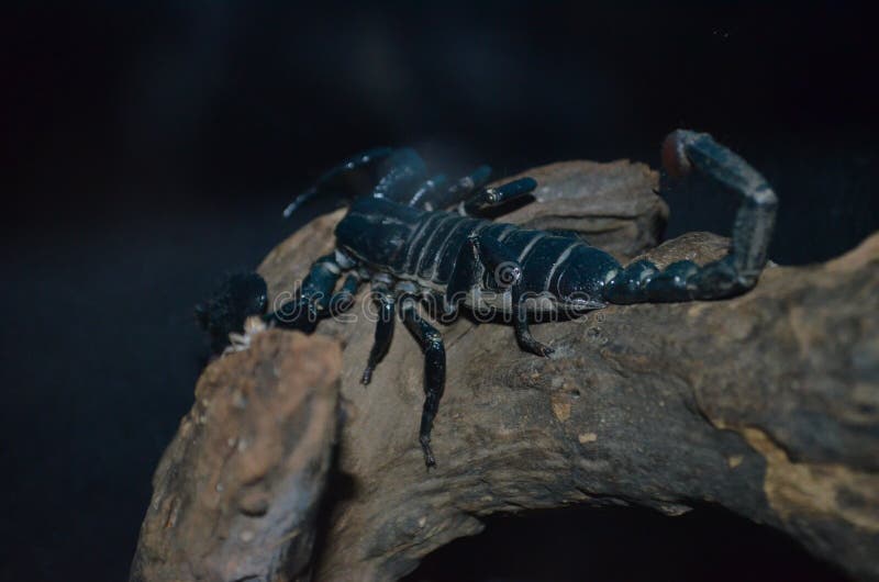Scorpion On Tree Bark Picture. Image: 1279335