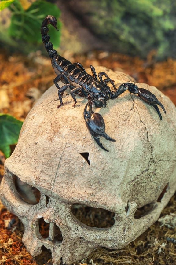 Black scorpion on skull stock image. Image of halloween - 70381257