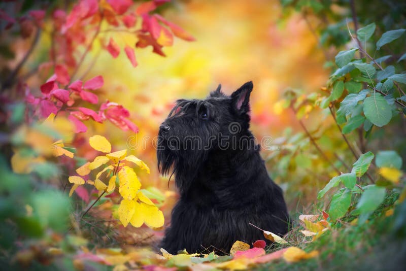 Black Scottish Terrier in Fall Stock Photo - Image of autumn, breed ...
