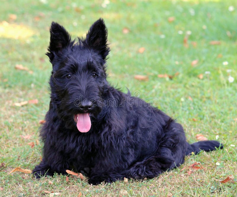 Black Scottish Terrier On A Green Grass Lawn Stock Photo - Image of ...
