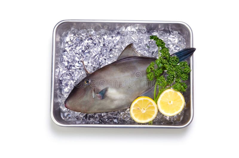 Black scraper stock photo. Image of life, aquatic, black - 24314968