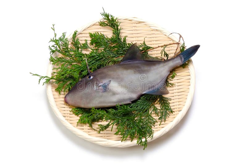 Black scraper stock photo. Image of dinner, squama, green - 24314978