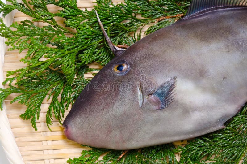 Black scraper stock photo. Image of life, aquatic, black - 24314968