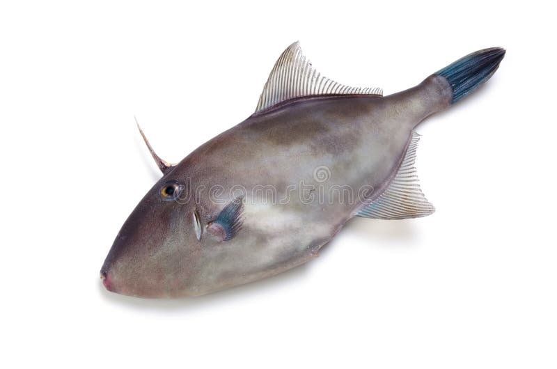 Black scraper stock photo. Image of life, aquatic, black - 24314968