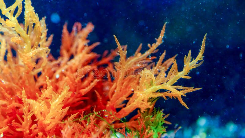 Black Sea Algae. Red Algae on Rocks in the Black Sea Stock Photo ...