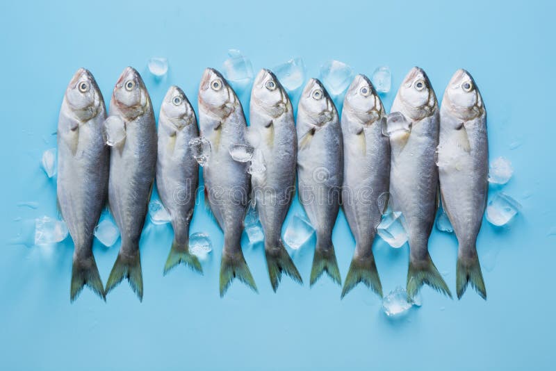 Black Sea Bluefish on White. Fish Pattern with Space for Text. View ...