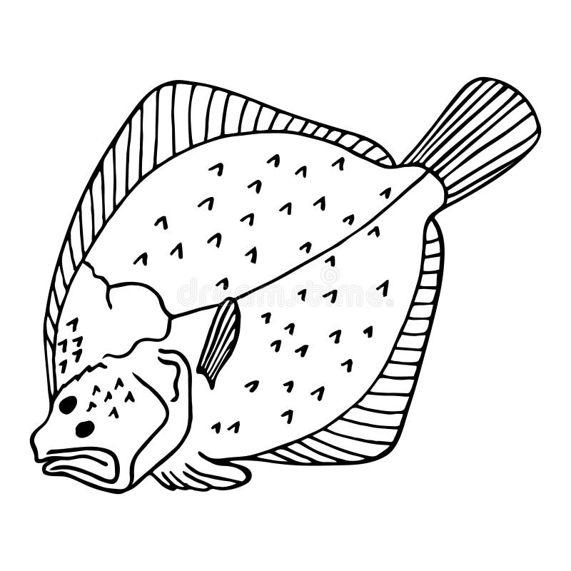 Flatfish. Hand Drawn Black Outline Vector Realistic Illustration Stock ...