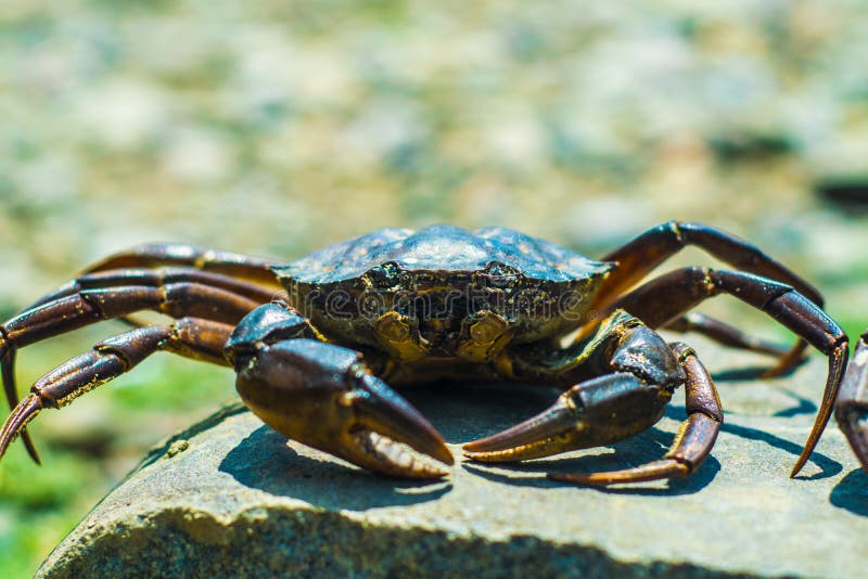 The Black Sea crab stock photo. Image of crab, green - 63422408