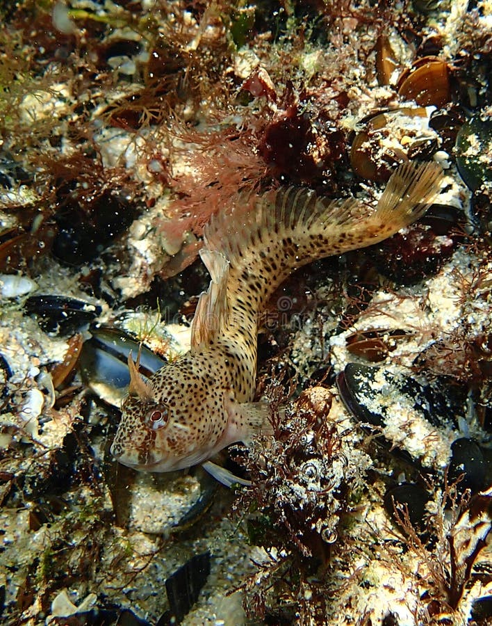 Black Sea fish stock image. Image of water, animal, wild - 57400875