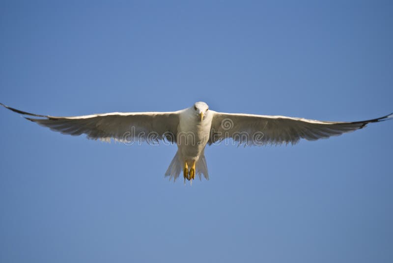 The Black Sea Gull in Flight Stock Image - Image of flight, virage ...