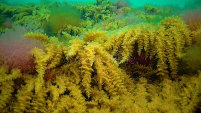 Black Sea, Hydroids Obelia, Coelenterates, Macrophytes Red and Green ...