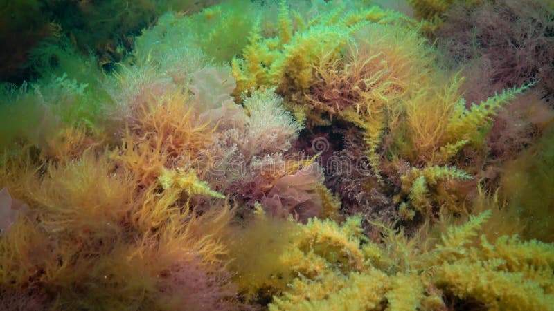 Black Sea, Hydroids Obelia, Coelenterates, Macrophytes Red and Green ...