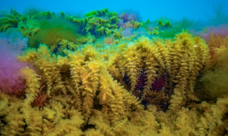 Black Sea, Hydroids Obelia, (coelenterates), Macrophytes Red and Green ...