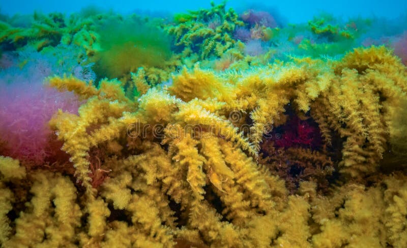 Black Sea, Hydroids Obelia, (coelenterates), Macrophytes Red and Green ...