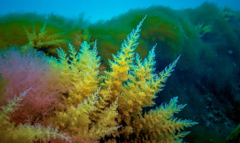 Black Sea, Hydroids Obelia, (coelenterates), Macrophytes Red and Green ...
