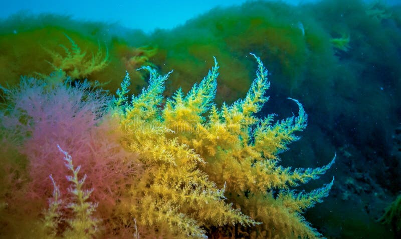 Black Sea, Hydroids Obelia, (coelenterates), Macrophytes Red and Green ...