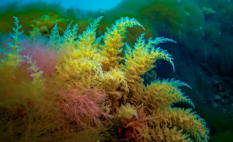 Obelia hydroid stock photo. Image of science, freshwater - 167655992