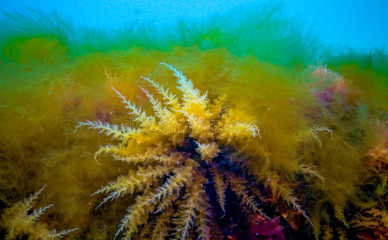 Black Sea, Hydroids Obelia, (coelenterates), Macrophytes Red and Green ...