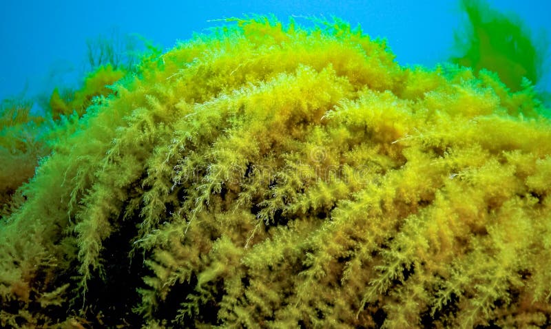 Obelia hydroid stock photo. Image of science, freshwater - 167655992