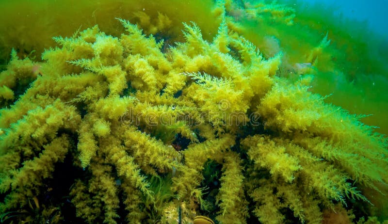 Obelia hydroid stock photo. Image of science, freshwater - 167655992
