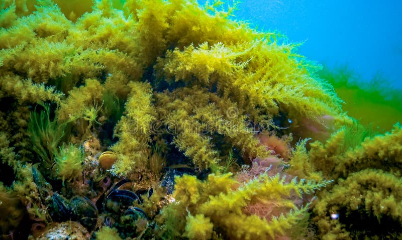 Black Sea, Hydroids Obelia, (coelenterates), Macrophytes Red and Green ...