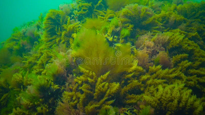 Black Sea, Hydroids Obelia, (coelenterates), Macrophytes Red and Green ...