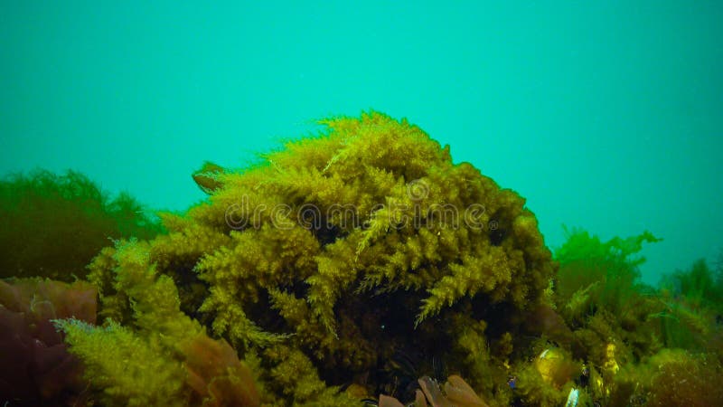 Black Sea, Hydroids Obelia, (coelenterates), Macrophytes Red and Green ...