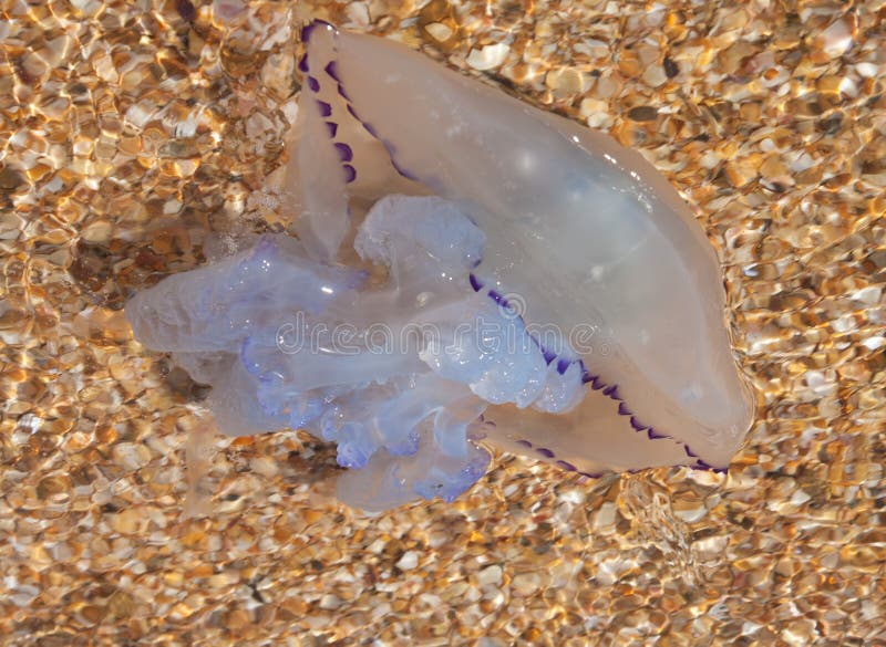 The Black Sea jellyfish stock photo. Image of sand, shore - 51046062