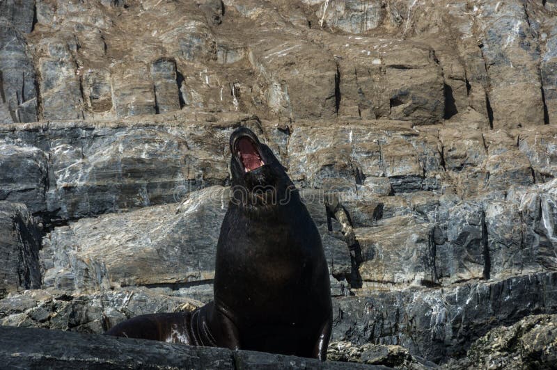 Black sea lion roaring stock photo. Image of animals - 181692930
