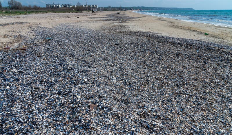 Black Sea, Mussel Shells Washed Ashore by a Storm, Sandy Beach in ...