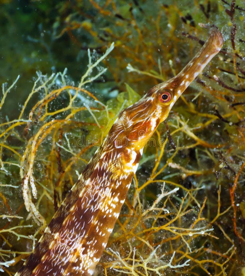 300+ Pipefish Free Stock Photos - StockFreeImages