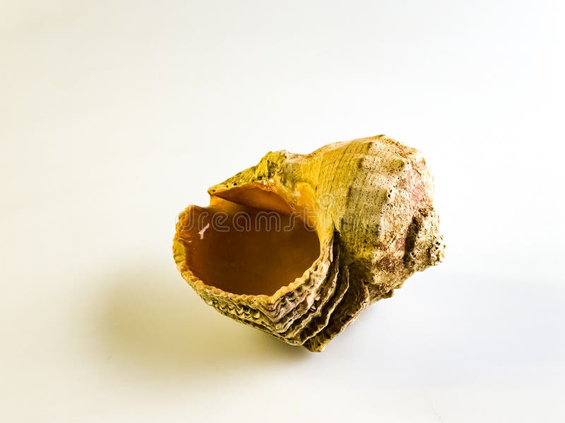 Black Sea Rapan Conch Shell on White Background Stock Image - Image of ...
