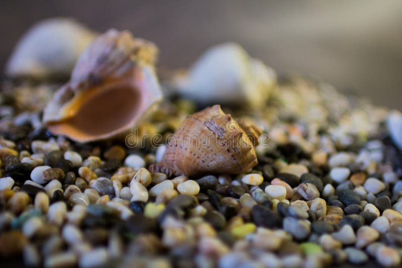 Black Sea Rapan Shells on Pebbles Stock Image - Image of coastline ...