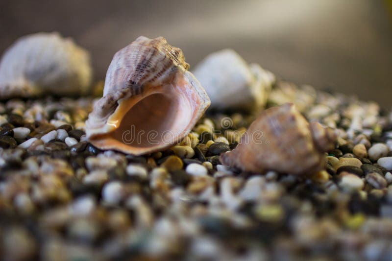 Black Sea Rapan Shells on Pebbles Stock Image - Image of wild, seascape ...