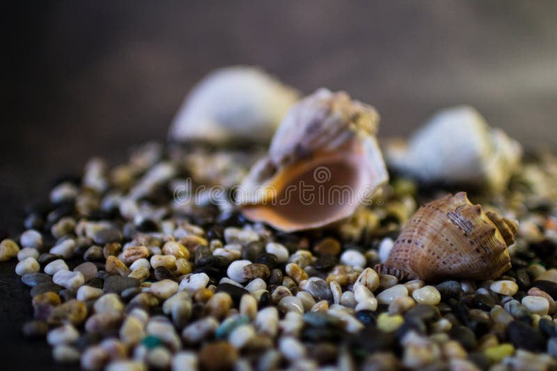 Black Sea Rapan Shells on Pebbles Stock Image - Image of surf, seashell ...