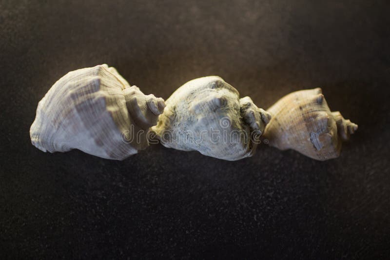 Black Sea Rapan Shells on Pebbles Stock Photo - Image of wave, black ...