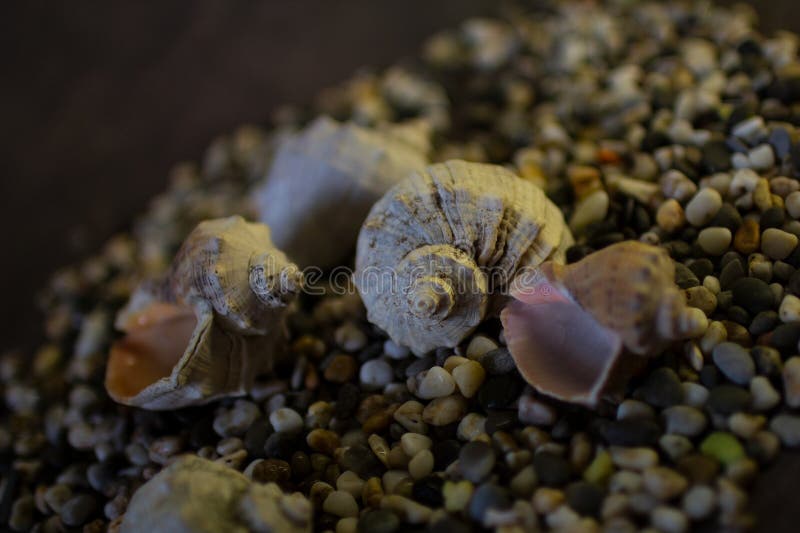 Black Sea Rapan Shells on Pebbles Stock Photo - Image of black, travel ...