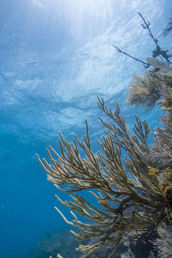 Black Sea Rod and Sun Rays stock image. Image of ocean - 96433969