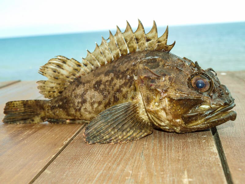 Black Ruff Fish Photos - Free & Royalty-Free Stock Photos from Dreamstime