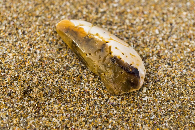 Black sea shell stock photo. Image of romanian, seascape - 74236826