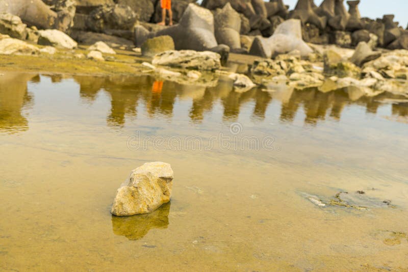Black sea shell stock photo. Image of amazing, rough - 74237136