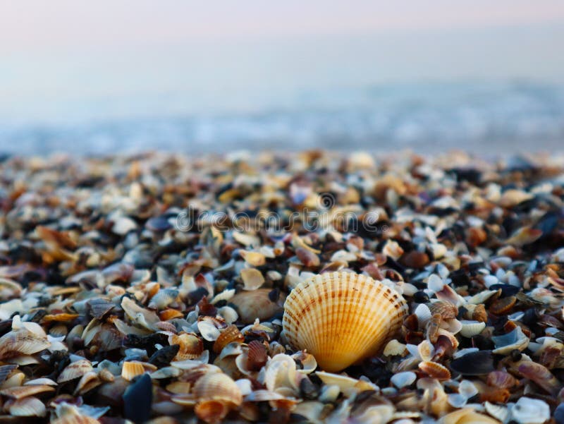 Black Sea shell stock image. Image of bottom, beautiful - 176316231