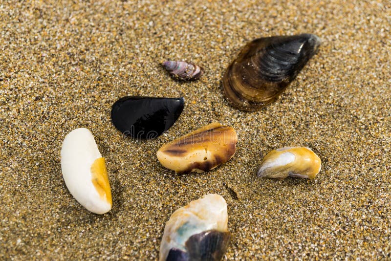 Black Sea Shell on the Sand Stock Photo - Image of romania, relaxation ...
