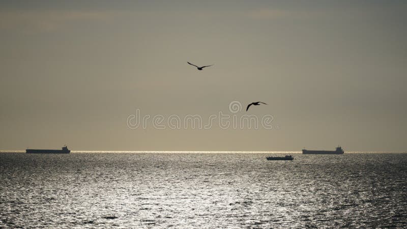 Black Sea, ships and birds stock photo. Image of gull - 233370218