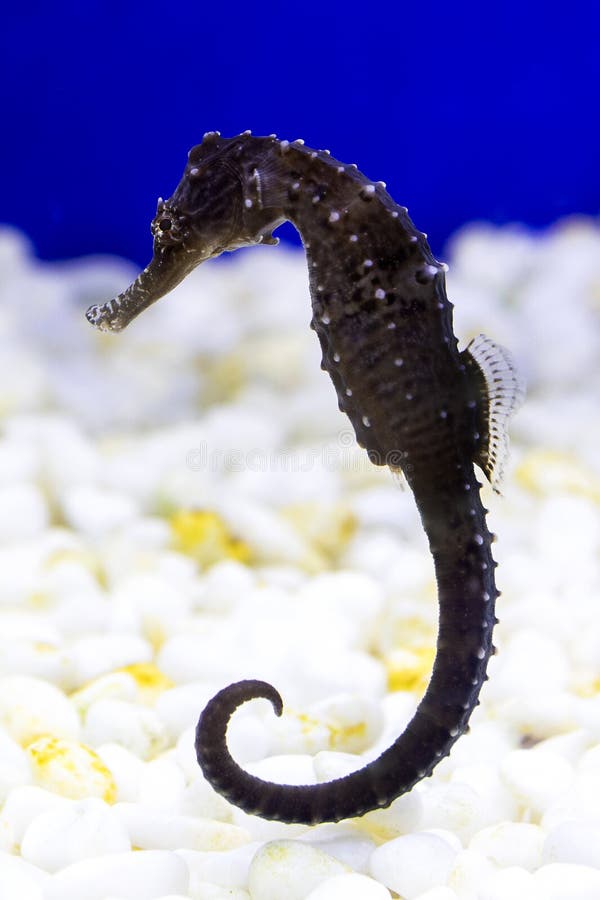 Black Seahorse in a Saltwater Fish Tank Stock Photo - Image of holliday ...