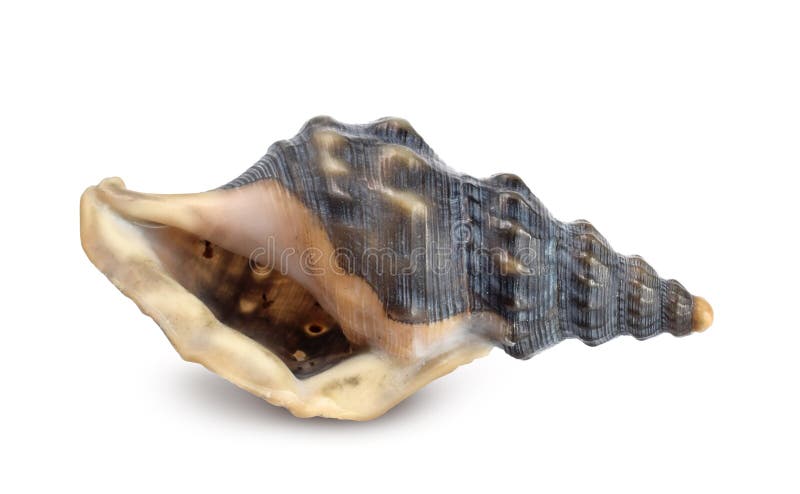 Seashell Horn Black Macro Isolated on White Stock Image - Image of hard ...