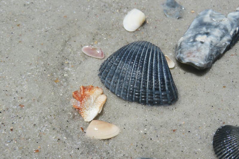 Black Seashell on the Sand Background Stock Image - Image of conch ...