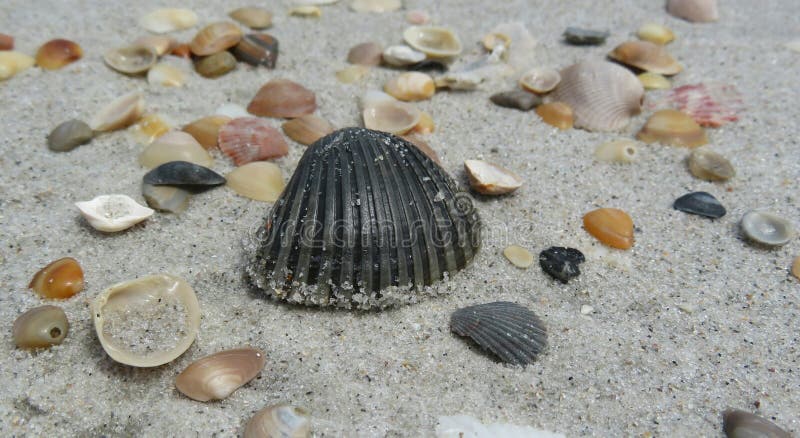 Black Seashells on the Florida Beach Stock Image - Image of outside ...