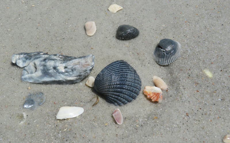 Black Seashells on the Sand Background Stock Image - Image of coast ...